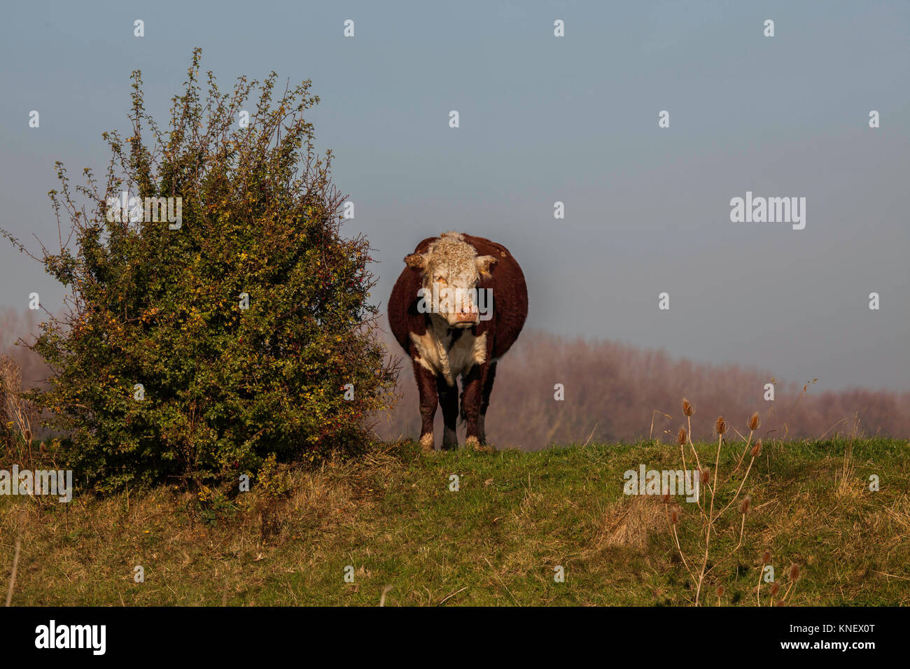 Animals Of Norfolk Stock Photo - Alamy
