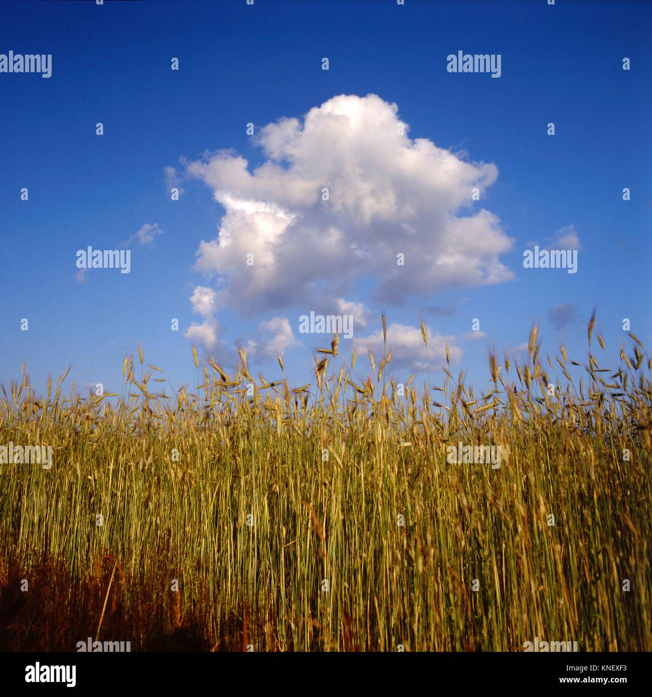 Poland. Field of rye with cloud Stock Photo - Alamy