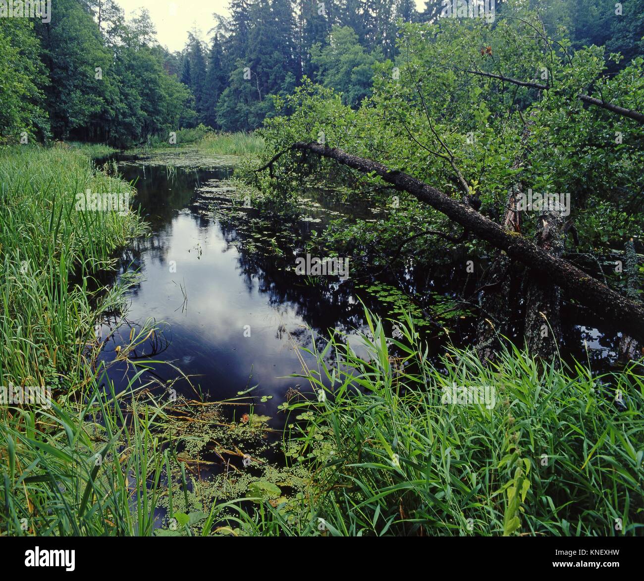 Marycha river hi-res stock photography and images - Alamy