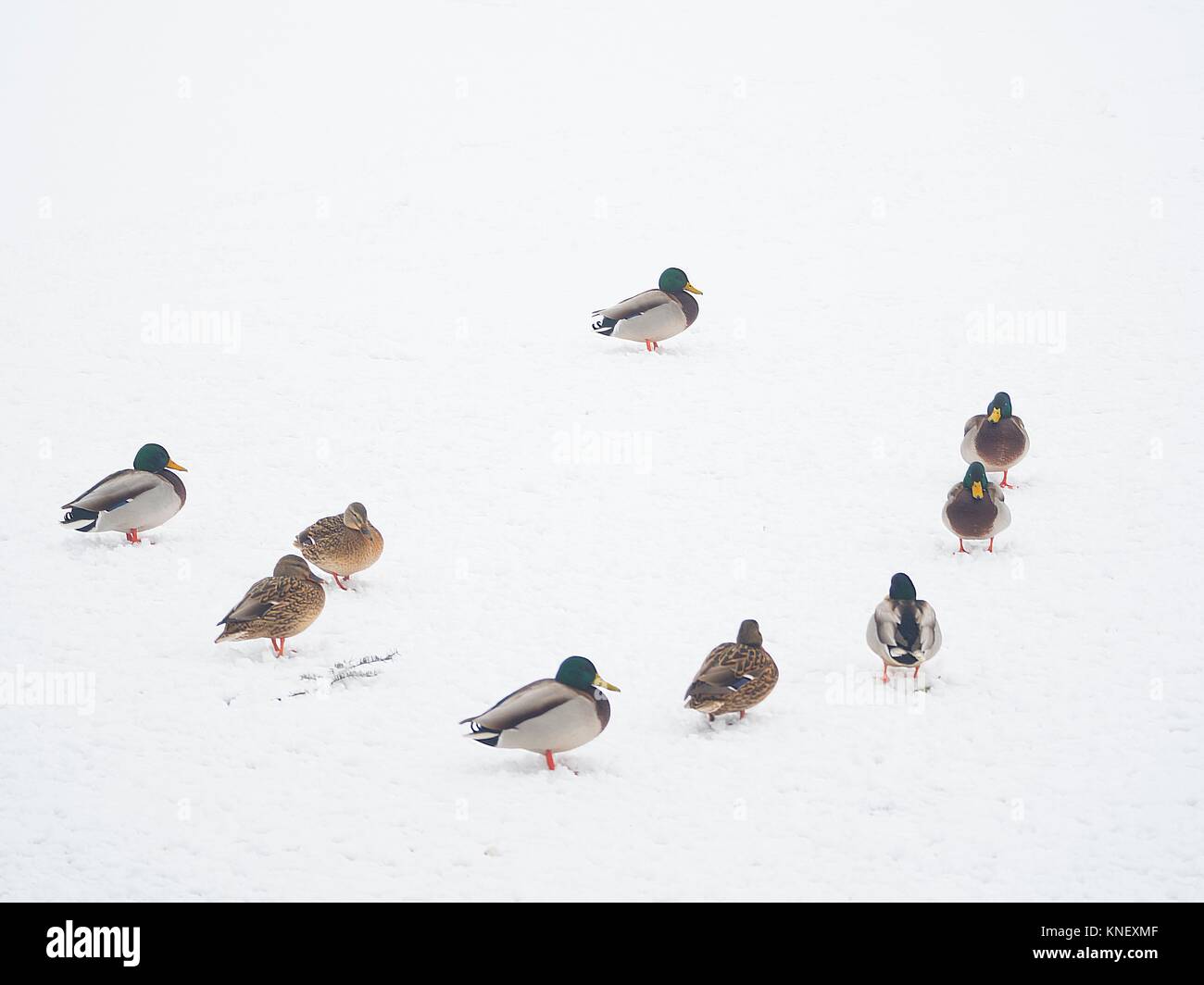 Snow duck hi-res stock photography and images - Alamy