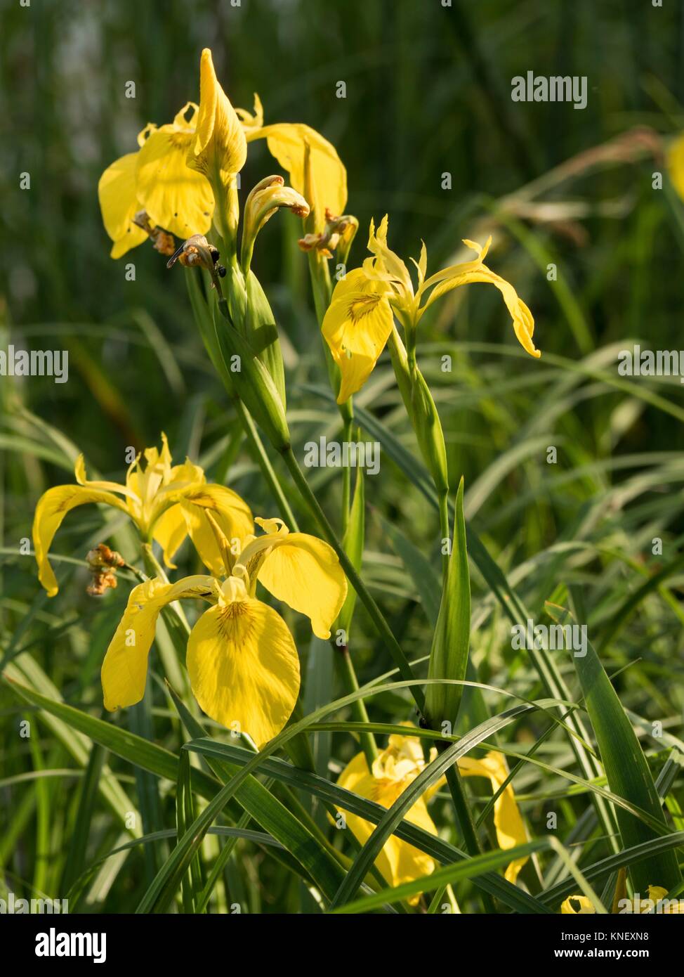 Iris petal detail hi-res stock photography and images - Alamy