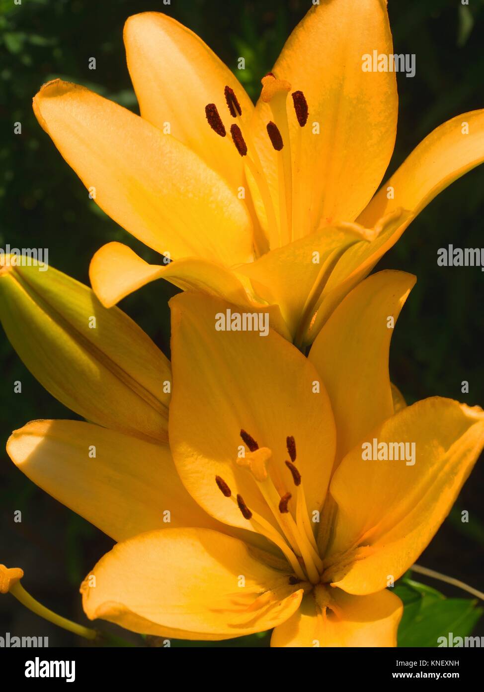 Lily shape hi-res stock photography and images - Alamy