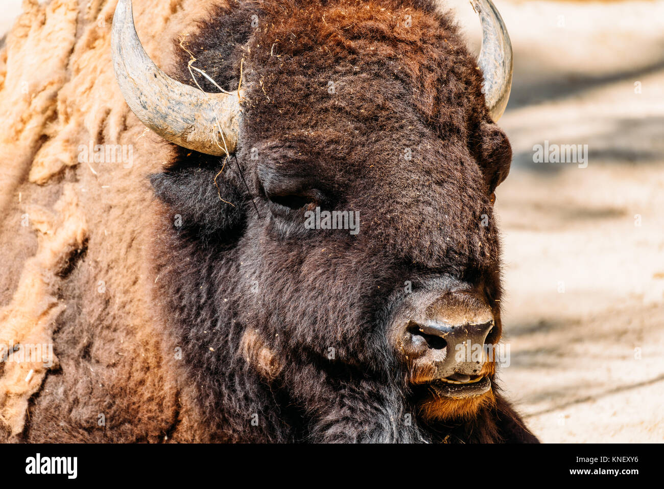 Bull horns cow animal close up hi-res stock photography and images - Alamy