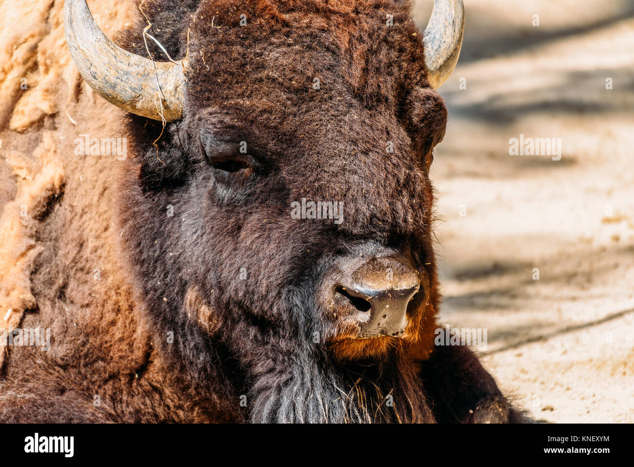 Brave spanish bull hi-res stock photography and images - Alamy