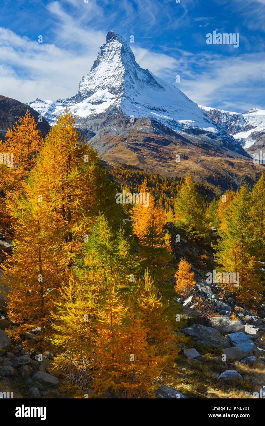 Larch tree forest valais hi-res stock photography and images - Alamy