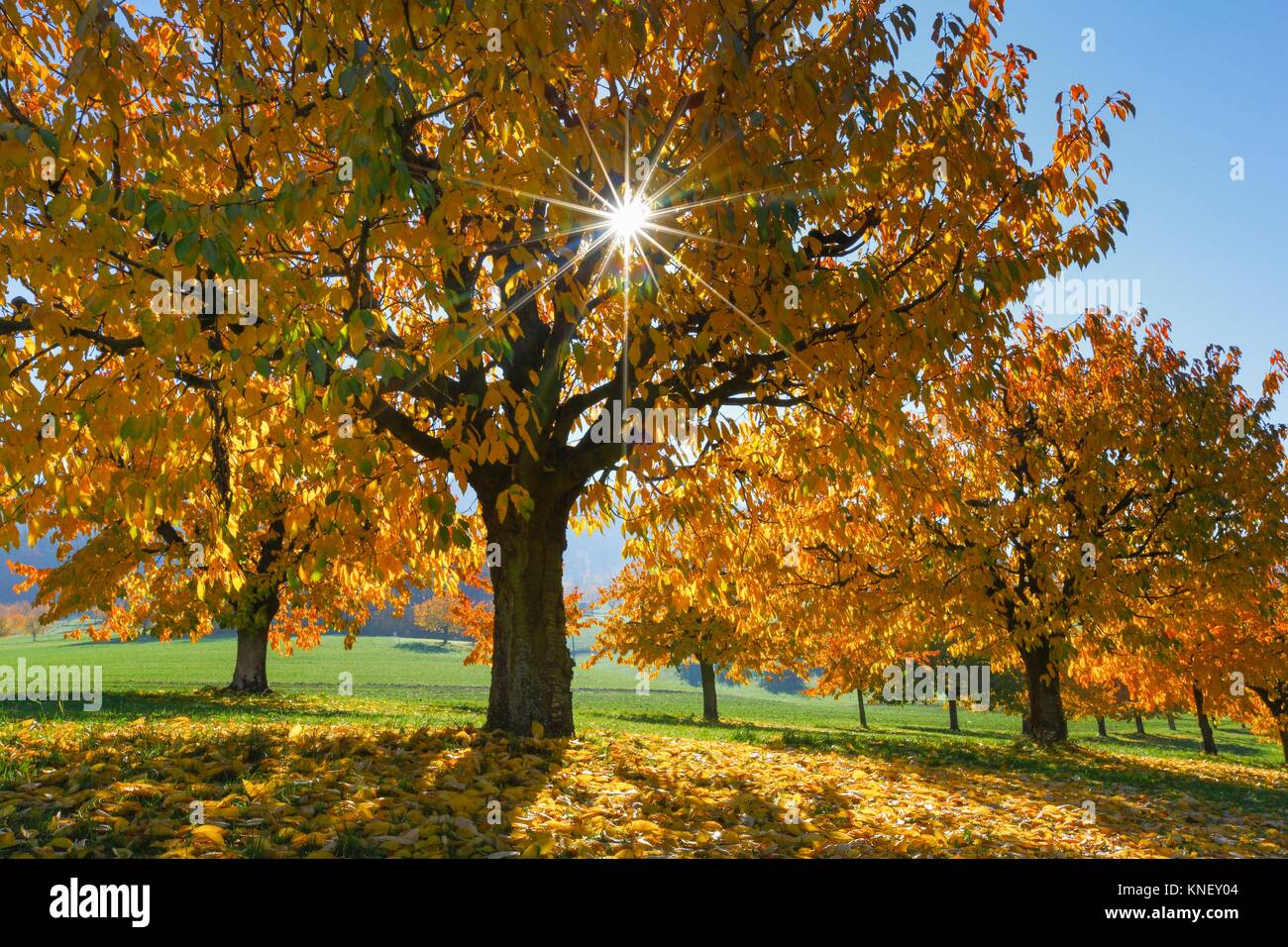 Atumn tree hi-res stock photography and images - Alamy