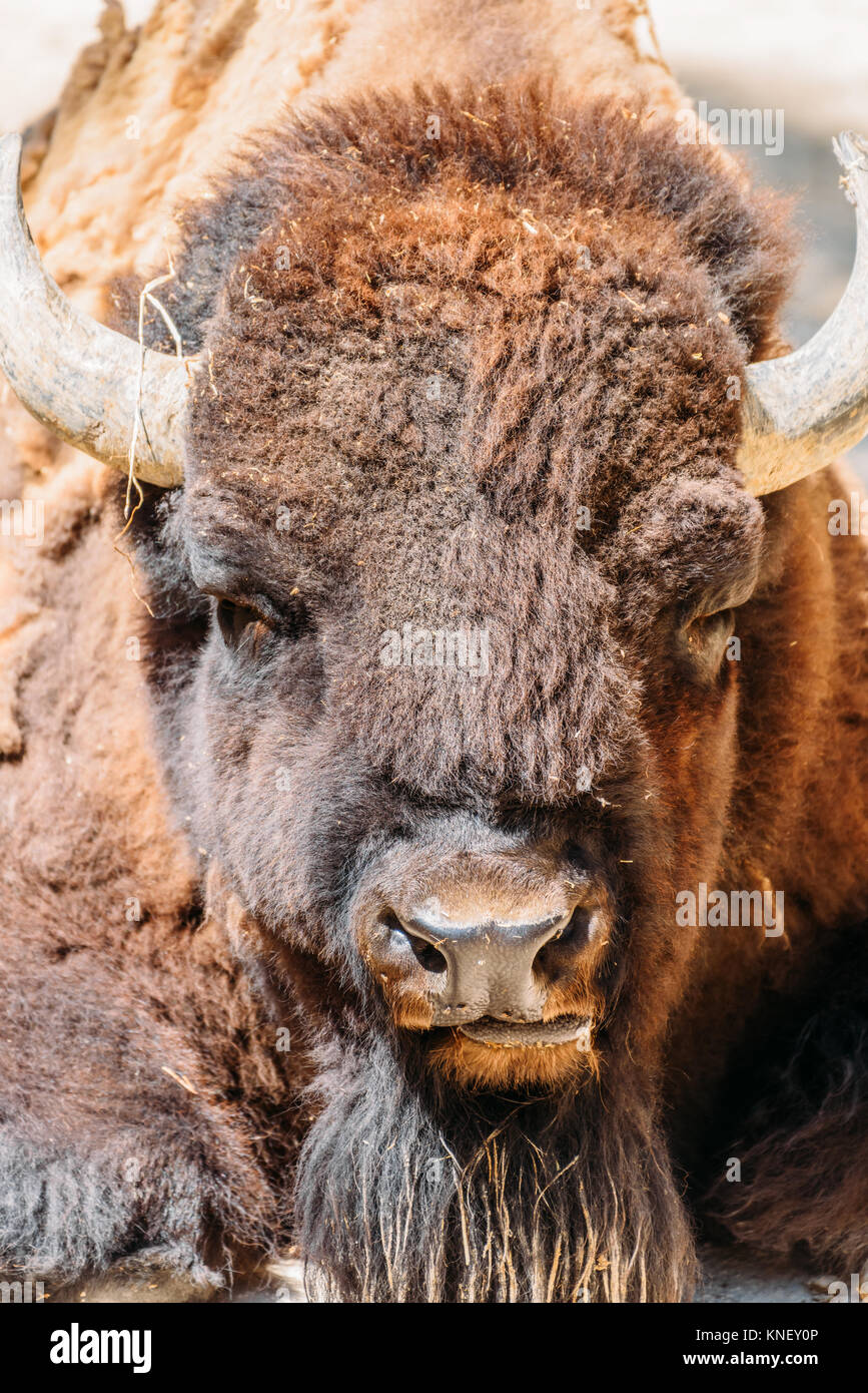 Wild Horned Bull Portrait Close Up Stock Photo - Alamy