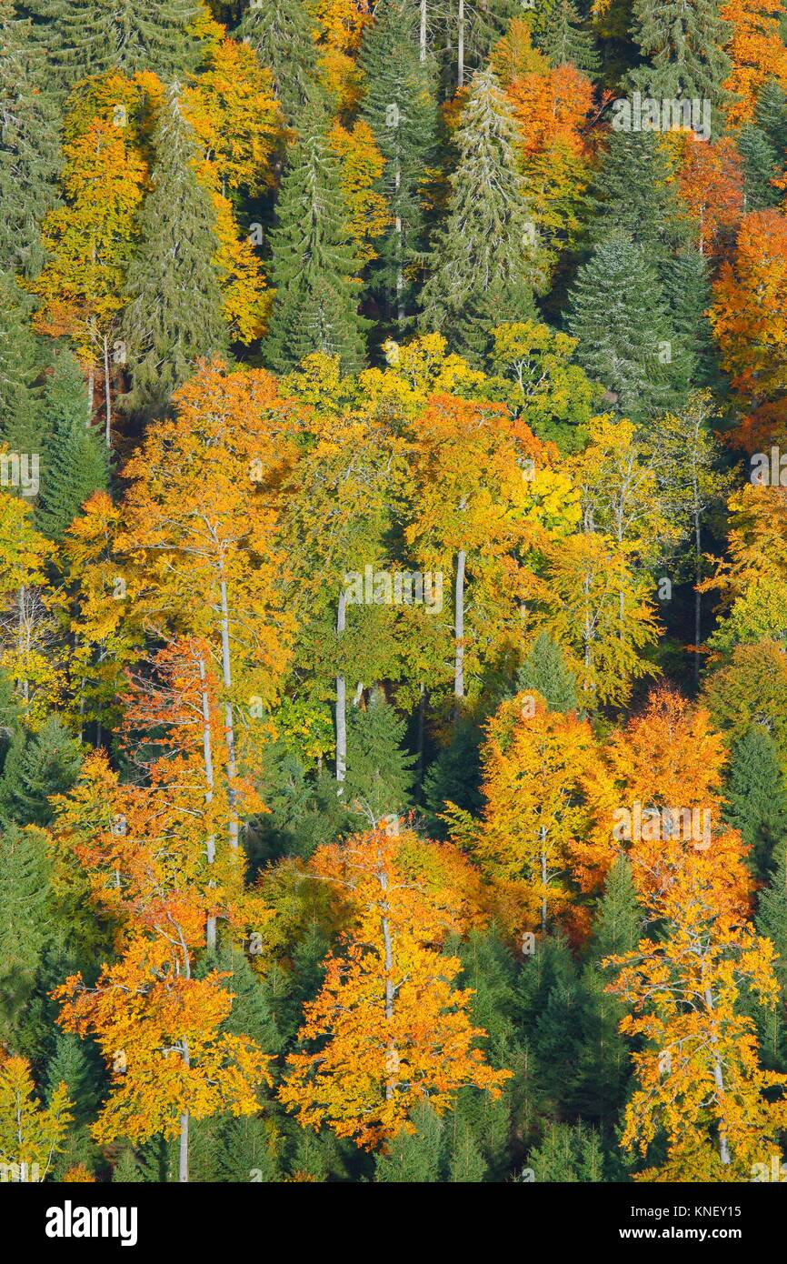 beech trees in forest,Switzerland Stock Photo - Alamy