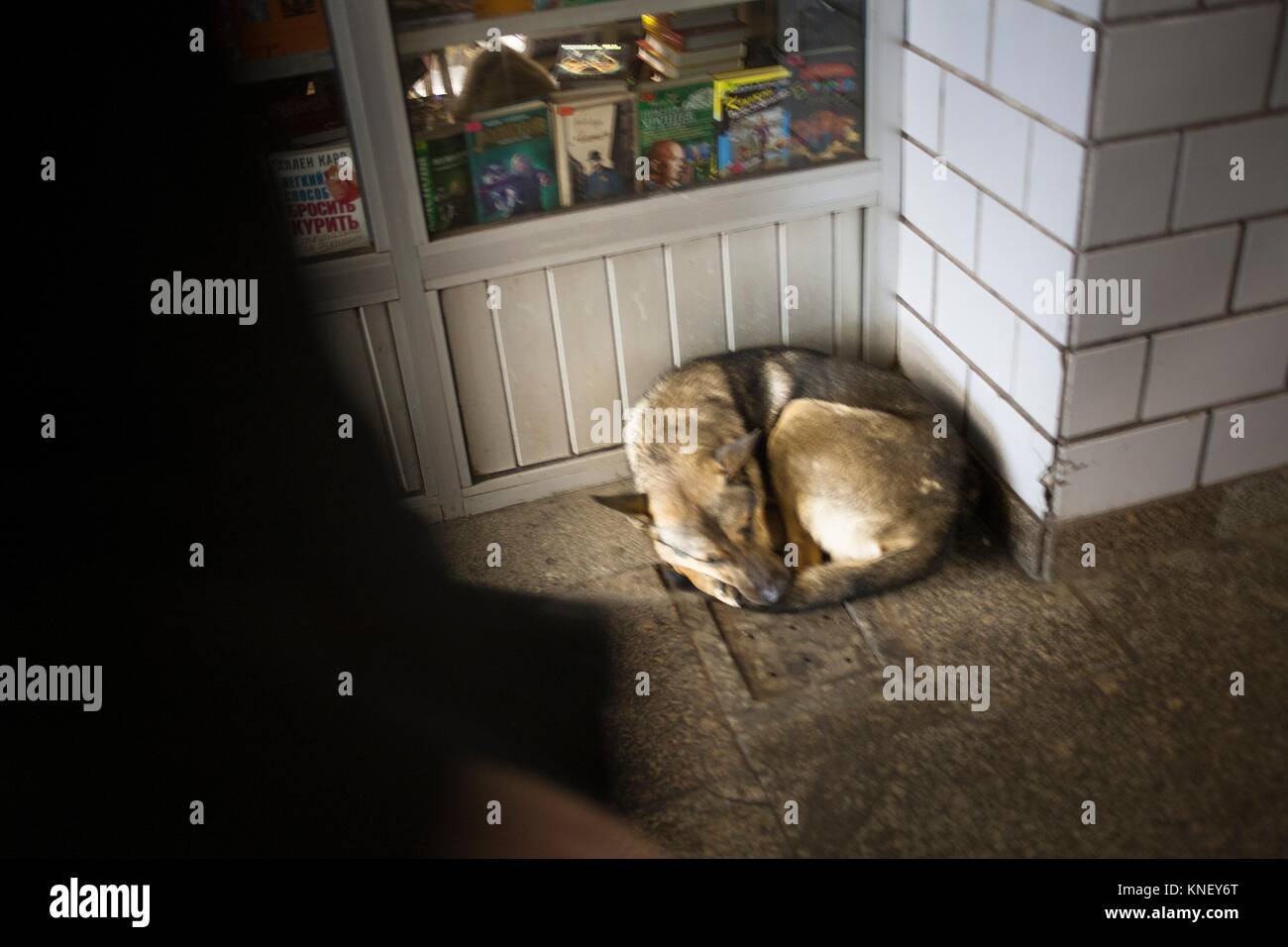 Moscow dog subway hi-res stock photography and images - Alamy