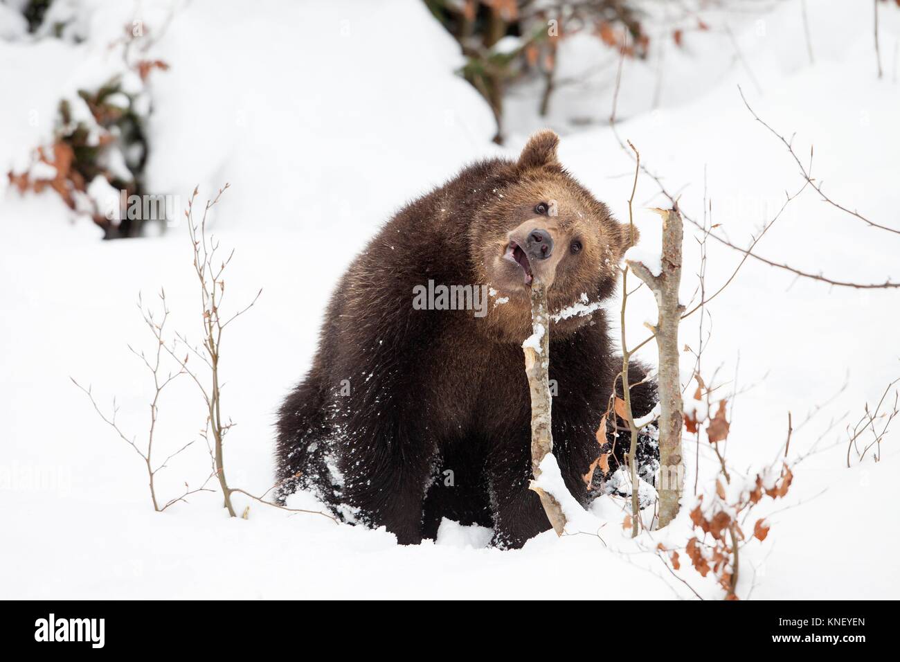Nature Park Bavarian Forest High Resolution Stock Photography and ...