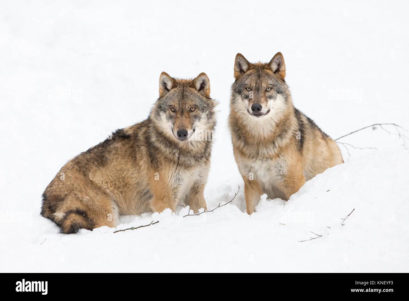 Nationalpark In Winter High Resolution Stock Photography and Images - Alamy