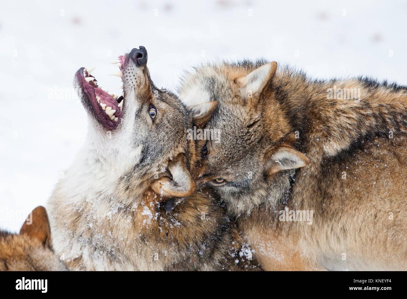 Two fighting wolves hi-res stock photography and images - Alamy