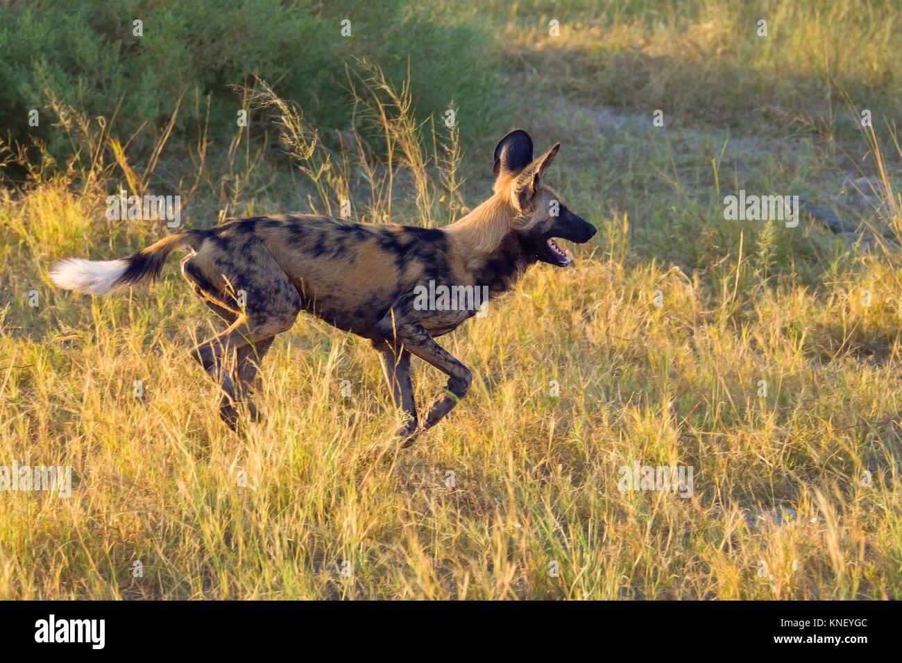 African wild dog running hi-res stock photography and images - Alamy