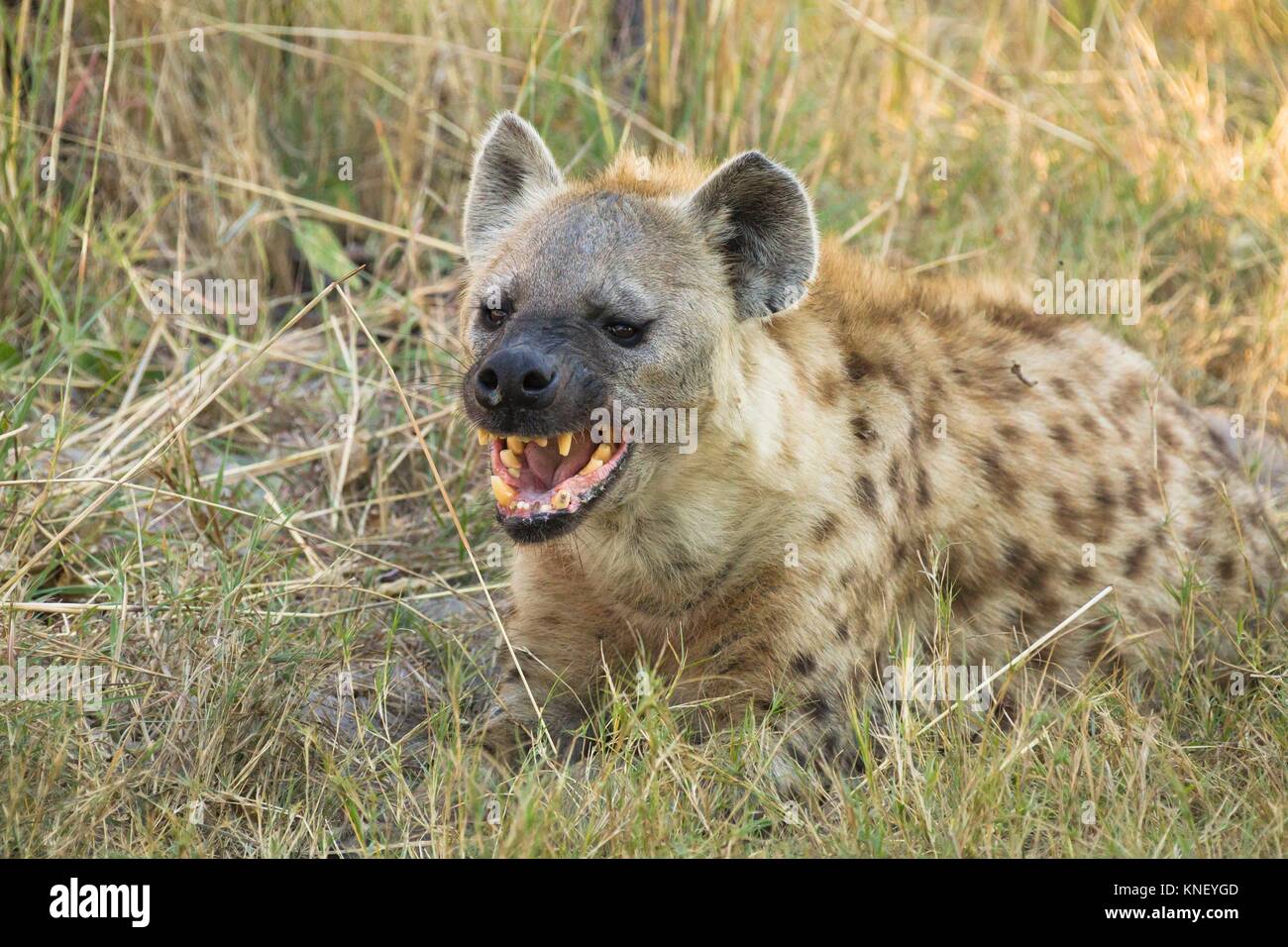 Spotted hyena yawning hi-res stock photography and images - Alamy