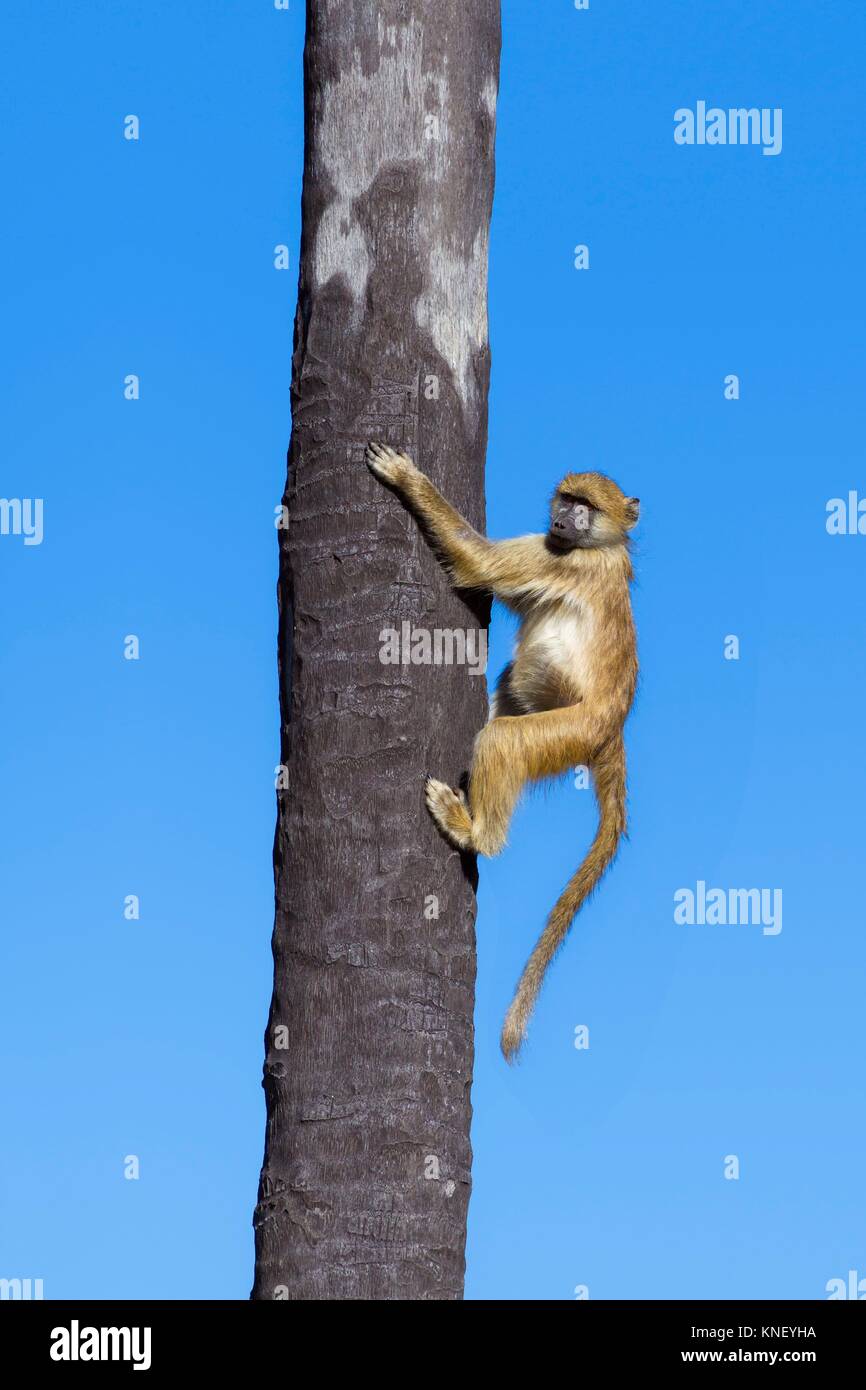 Baboon climbing tree hi-res stock photography and images - Alamy