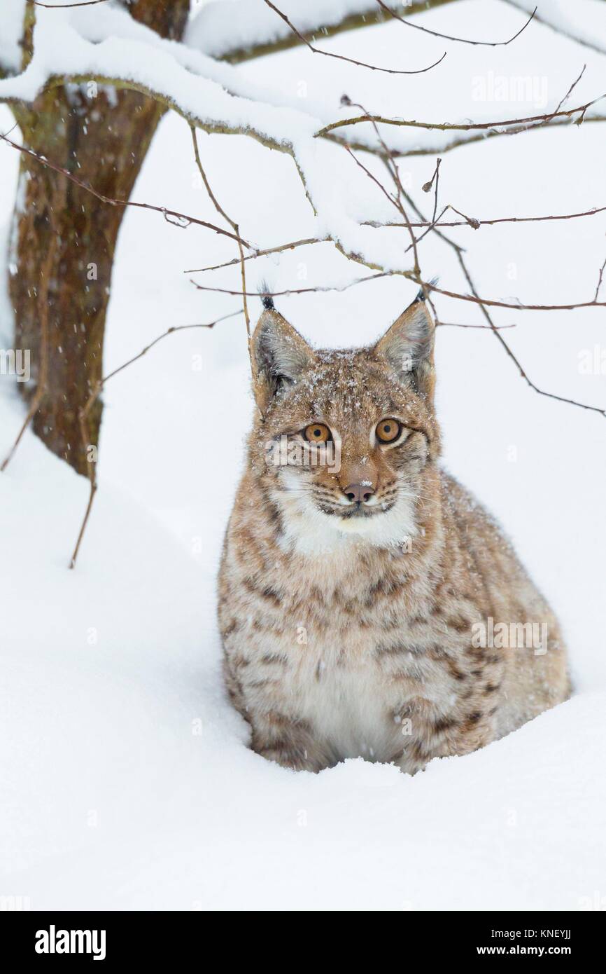 Eurasian lynx germany hi-res stock photography and images - Alamy