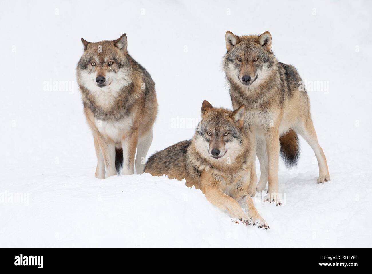 Three wolves in winter hi-res stock photography and images - Alamy