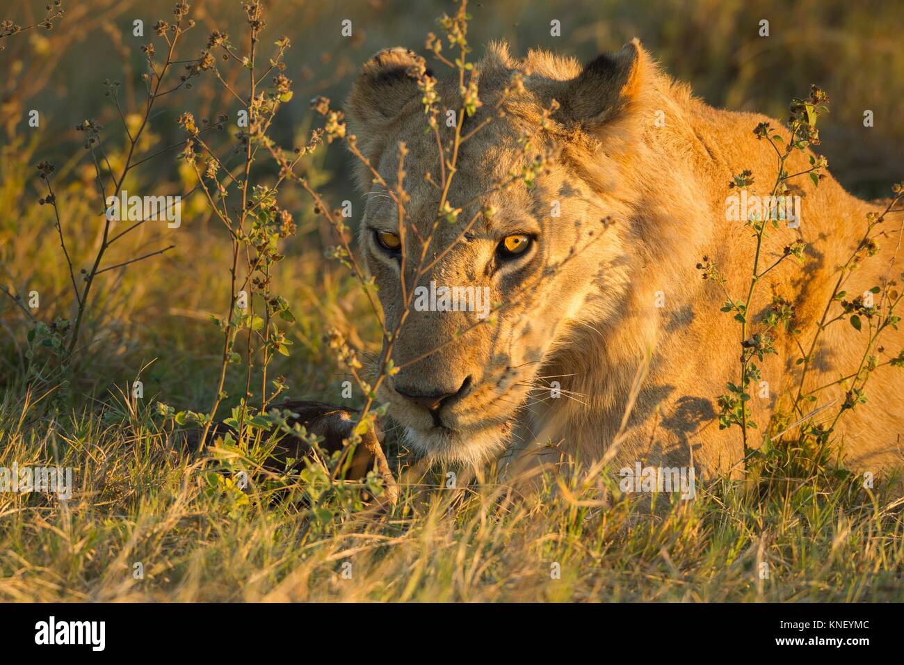 Okavango delta lion grass hi-res stock photography and images - Alamy