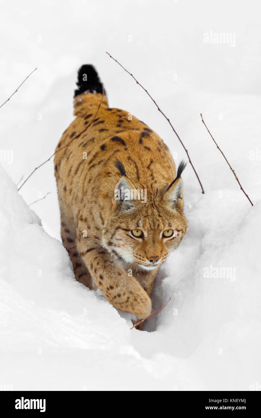 Lynx Animal Prey High Resolution Stock Photography and Images - Alamy