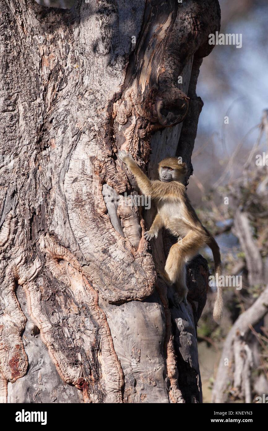 Baboon climbing tree hi-res stock photography and images - Alamy