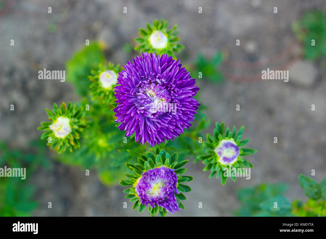 Violet Aster flower grow in garden Stock Photo - Alamy