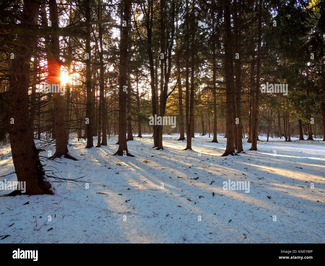 Tree shadows across floor hi-res stock photography and images - Alamy