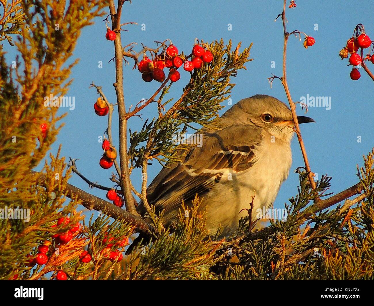 A northern mockingbird, mismus polyglottos, relaxes before indulging in ...