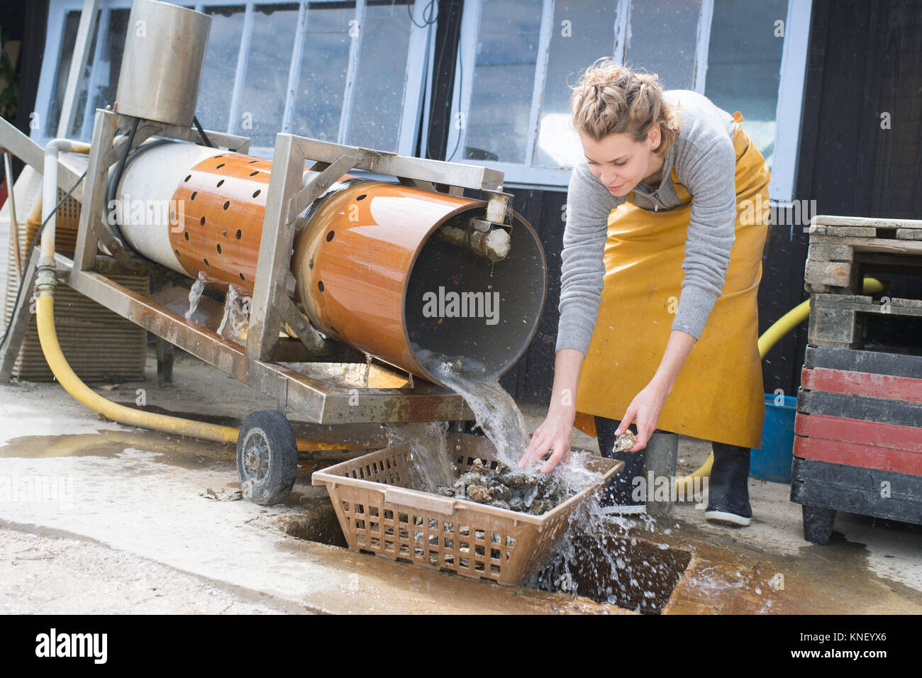 shellfish oysters cleaning processing Stock Photo - Alamy