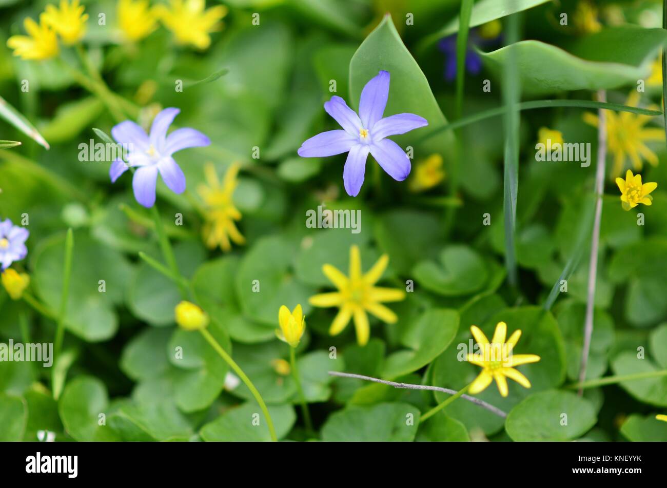 Pennsylvania wildflowers hi-res stock photography and images - Alamy