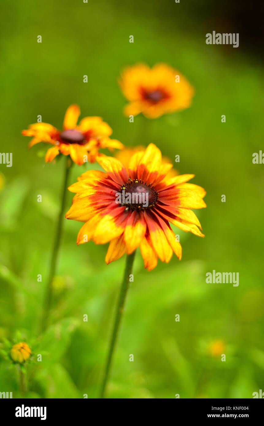 Dim flower hi-res stock photography and images - Alamy