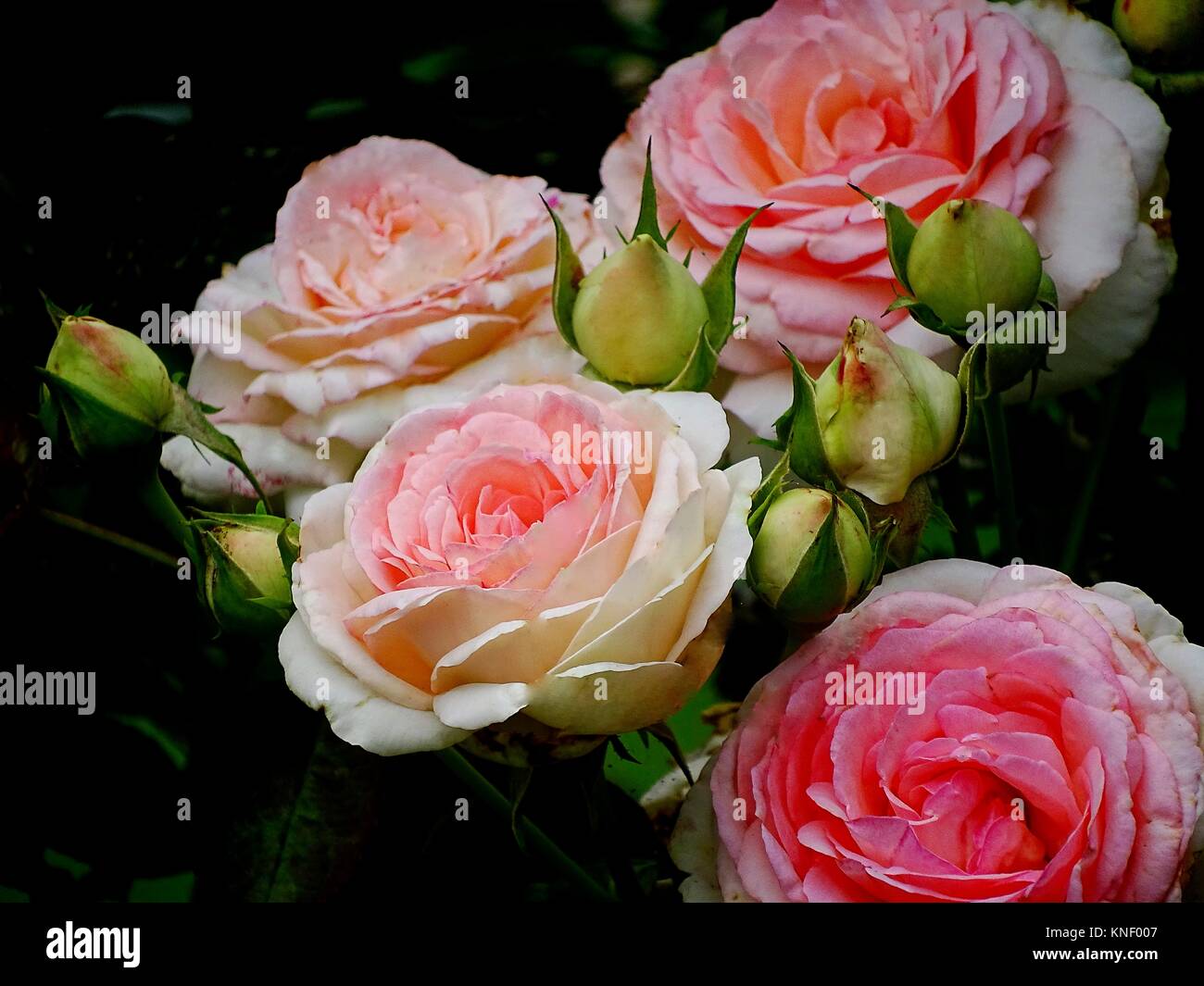 Roses crowd together to form a bouquet in the garden, Pennsylvania, USA ...