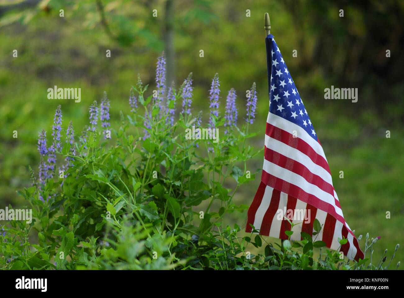 American Flag Flowers High Resolution Stock Photography and Images - Alamy