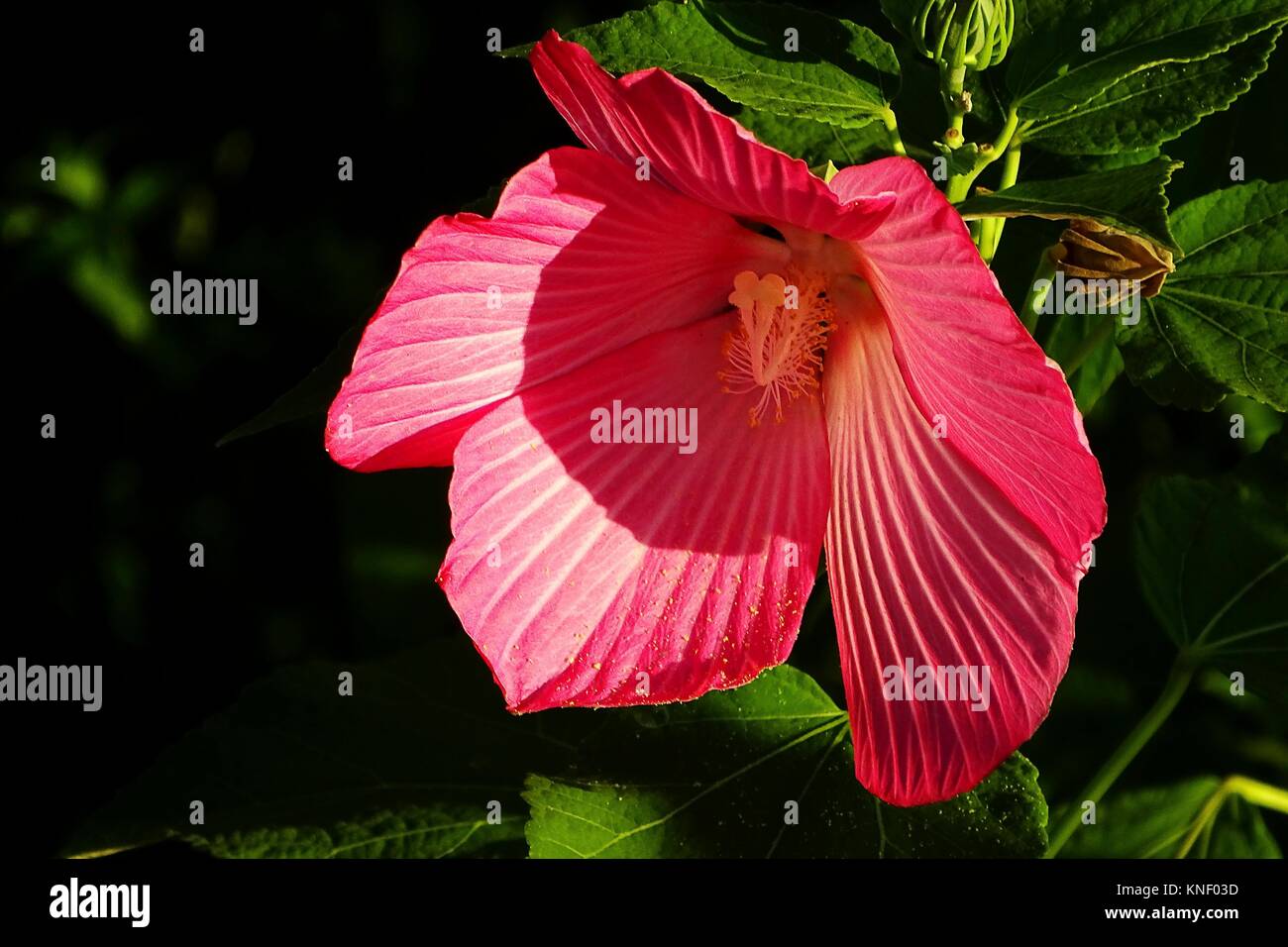 Rosa palustris hi-res stock photography and images - Alamy