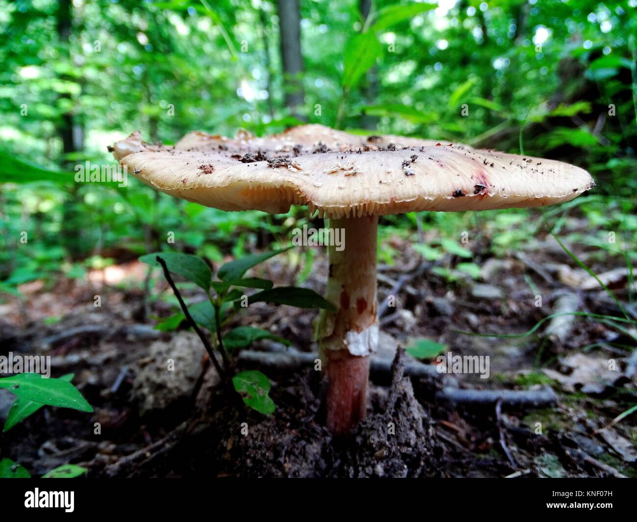A flattened-out mushroom on the forst floor, Pennsylvania, USA Stock ...