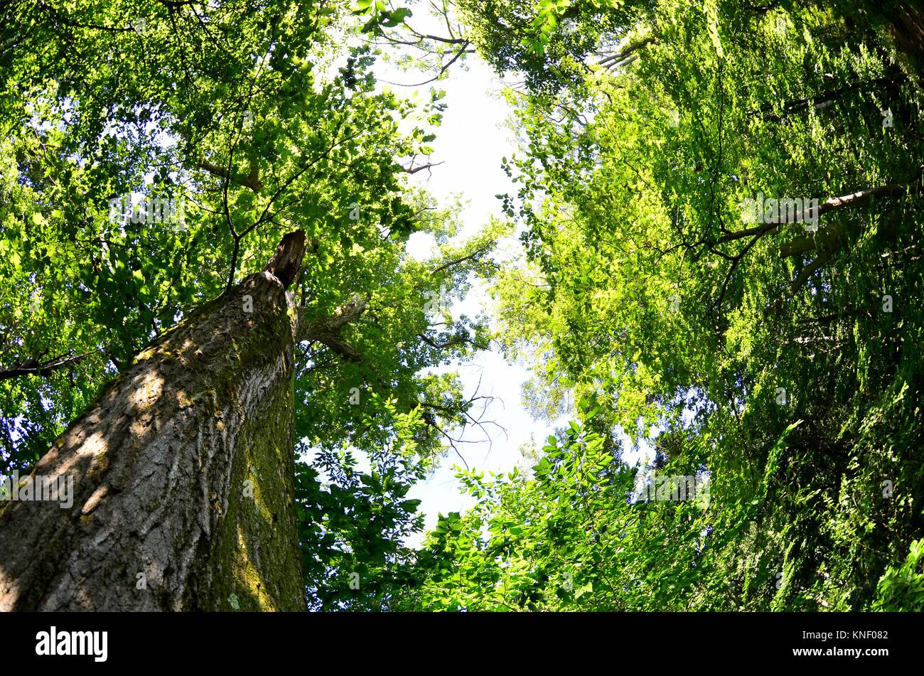 Forest Canopy Fisheye High Resolution Stock Photography and Images - Alamy