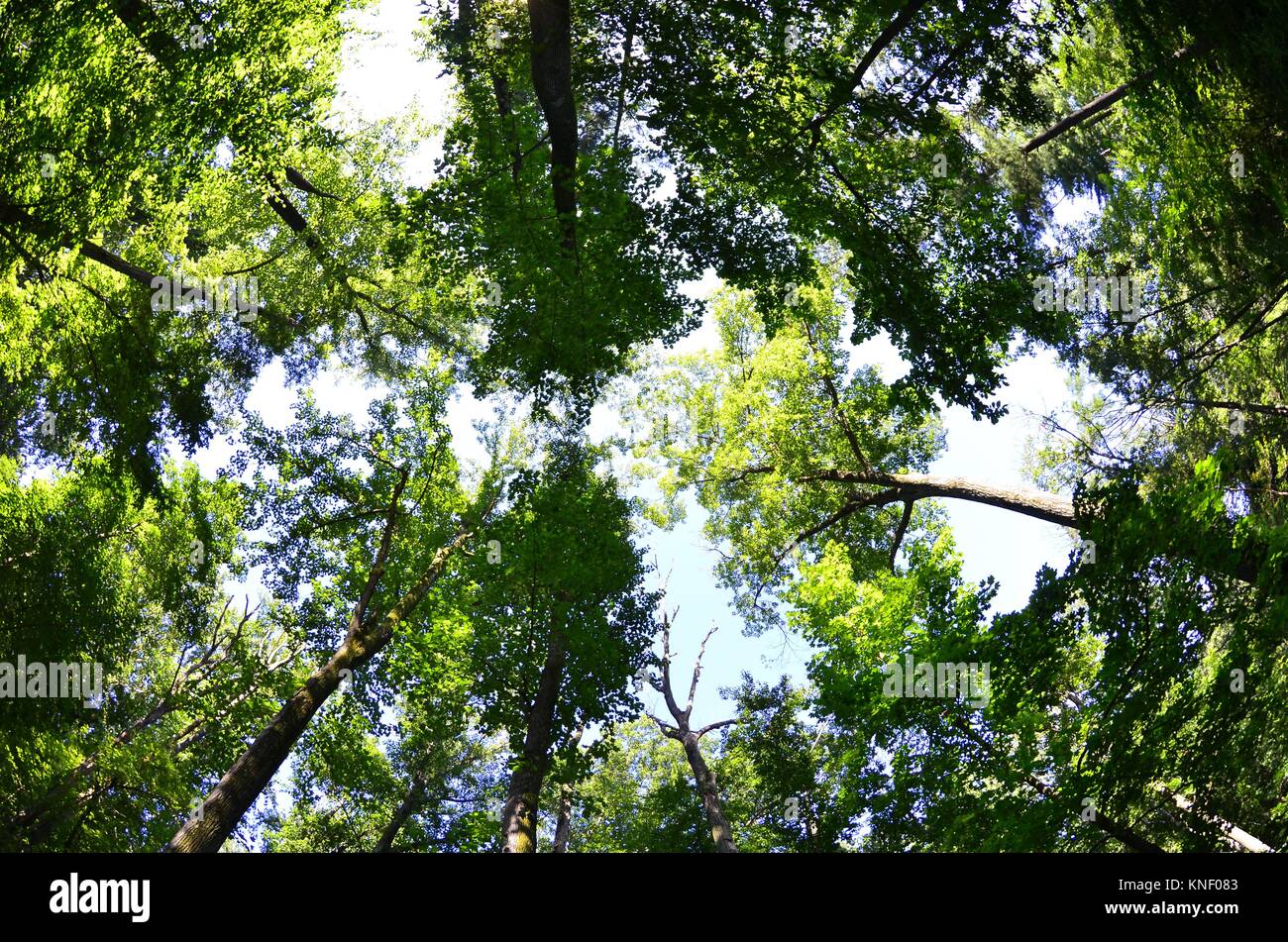 A fisheye view of hi-res stock photography and images - Alamy