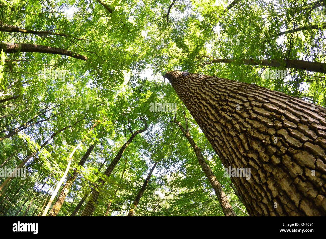 Forest canopy fisheye hi-res stock photography and images - Alamy