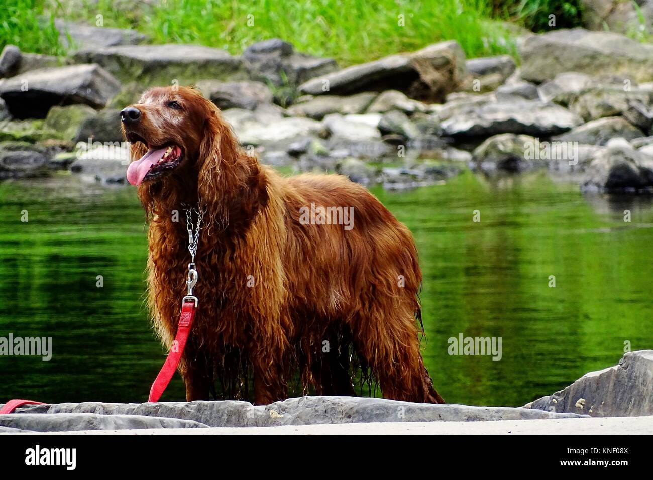 Dog Master Outdoors Not Africa High Resolution Stock Photography and ...