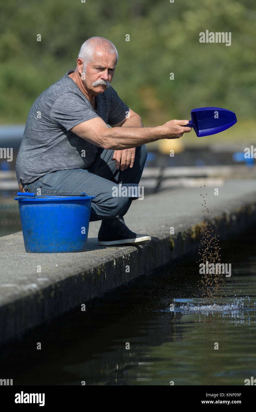 feeding fishes in fish farm Stock Photo - Alamy