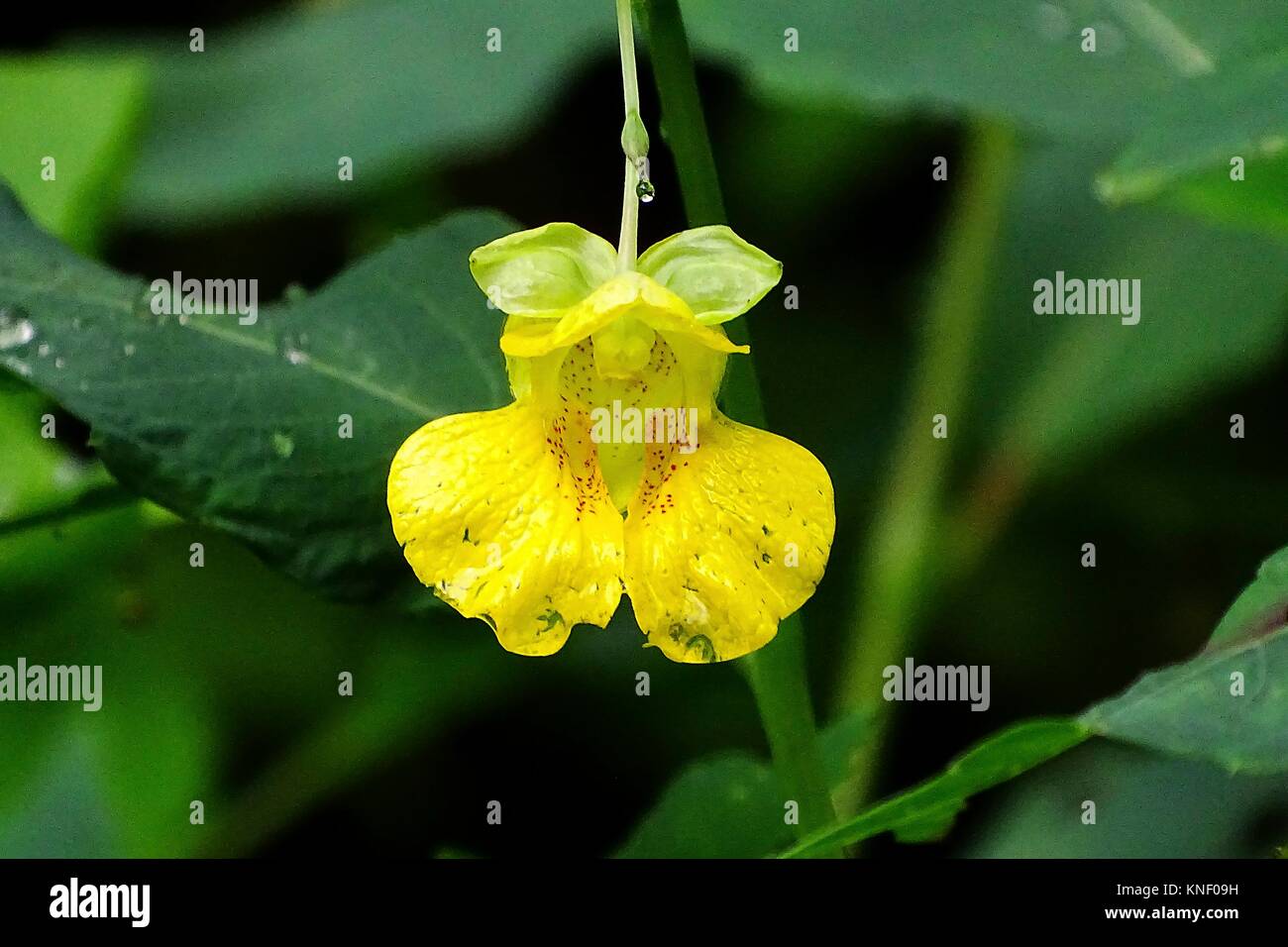 Jewelweed High Resolution Stock Photography and Images - Alamy