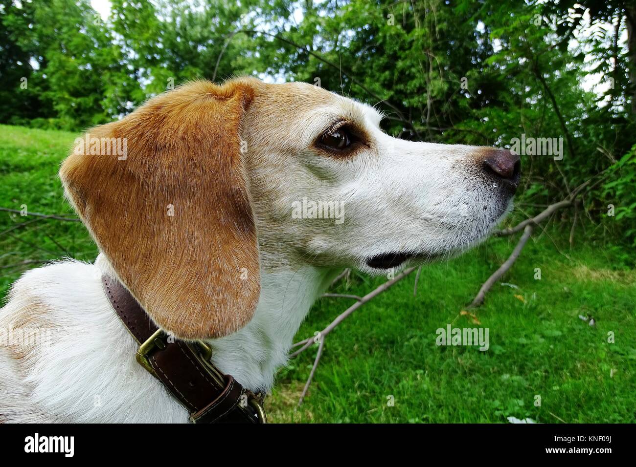 Lemon beagle hi-res stock photography and images - Alamy