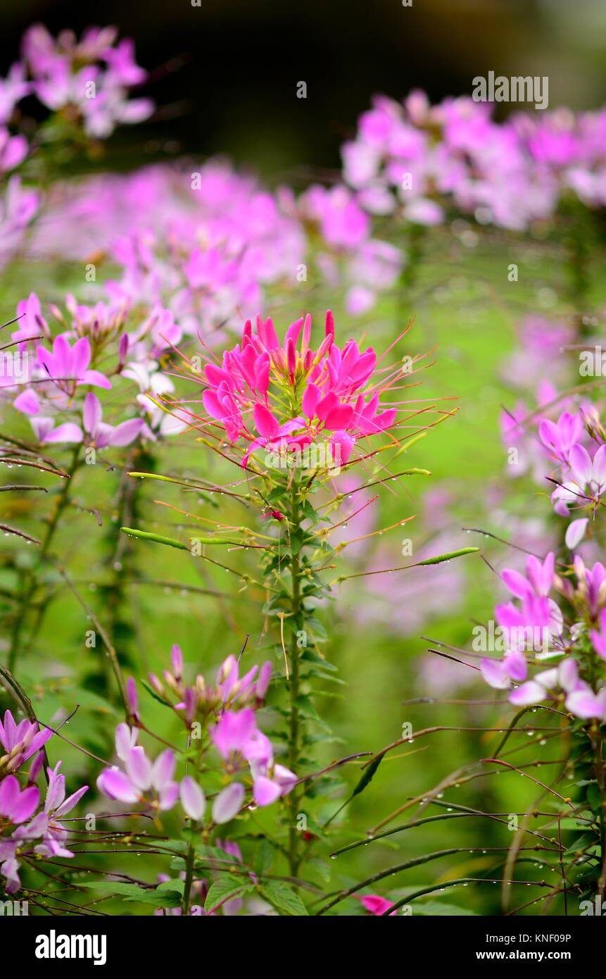 One red cleome stands out among the others, Pennsylvania, USA Stock ...