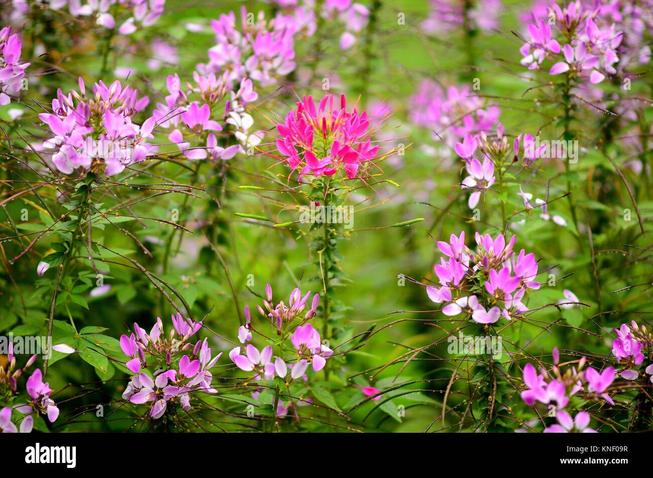 Individual crowd hi-res stock photography and images - Alamy