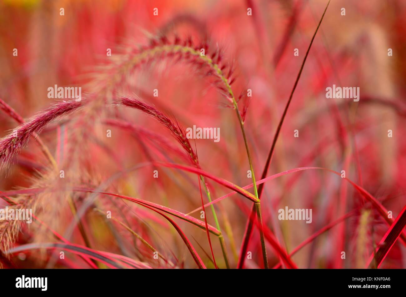 Ornamental grass garden hi-res stock photography and images - Alamy