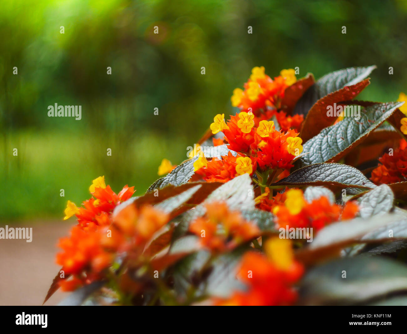 Beautiful red yellow flower hi-res stock photography and images - Alamy