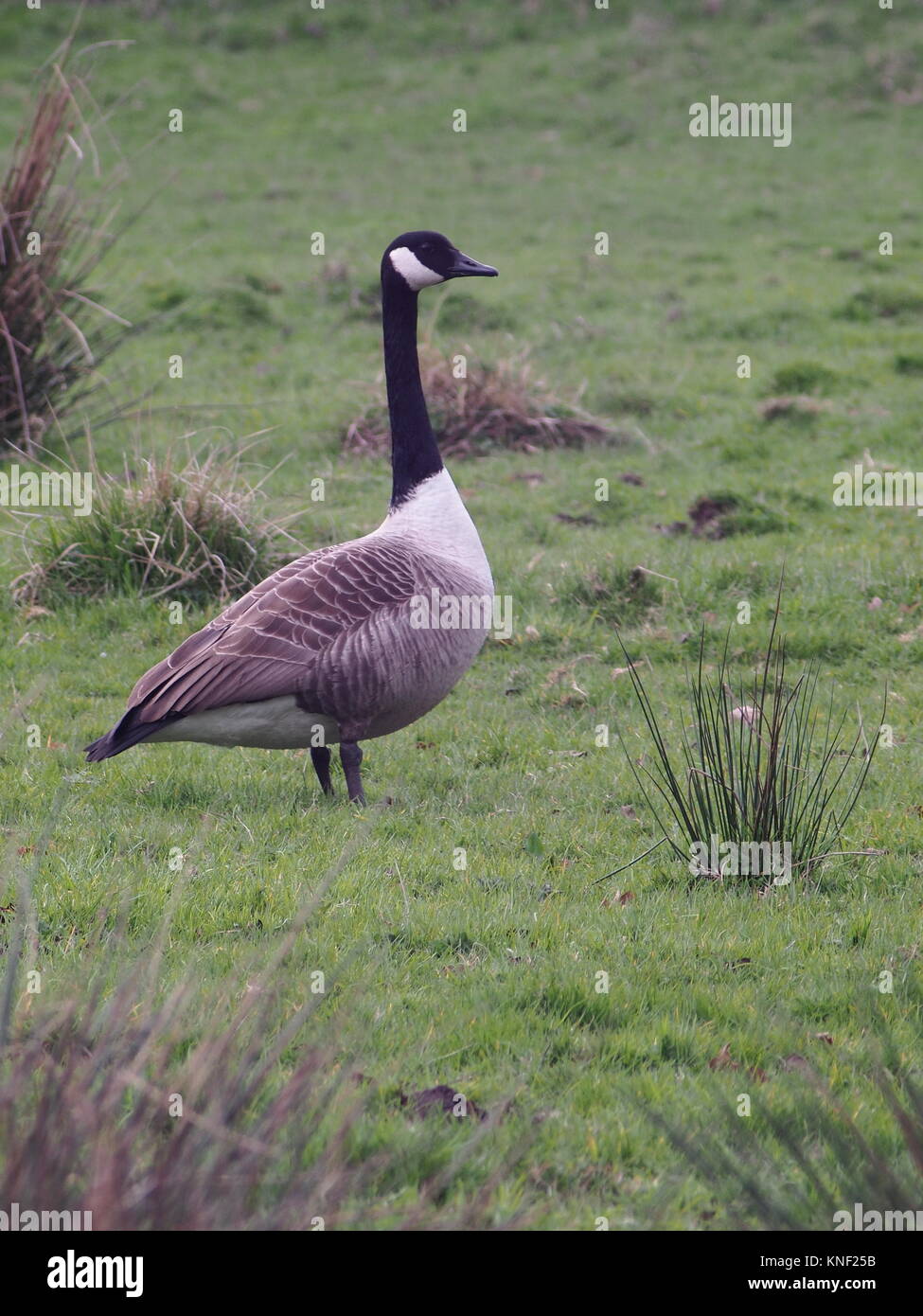 Black and white geese hi-res stock photography and images - Alamy