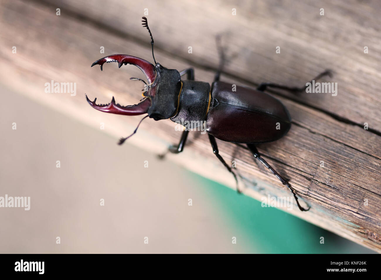 Lucanus cervus stag beetle hi-res stock photography and images - Alamy