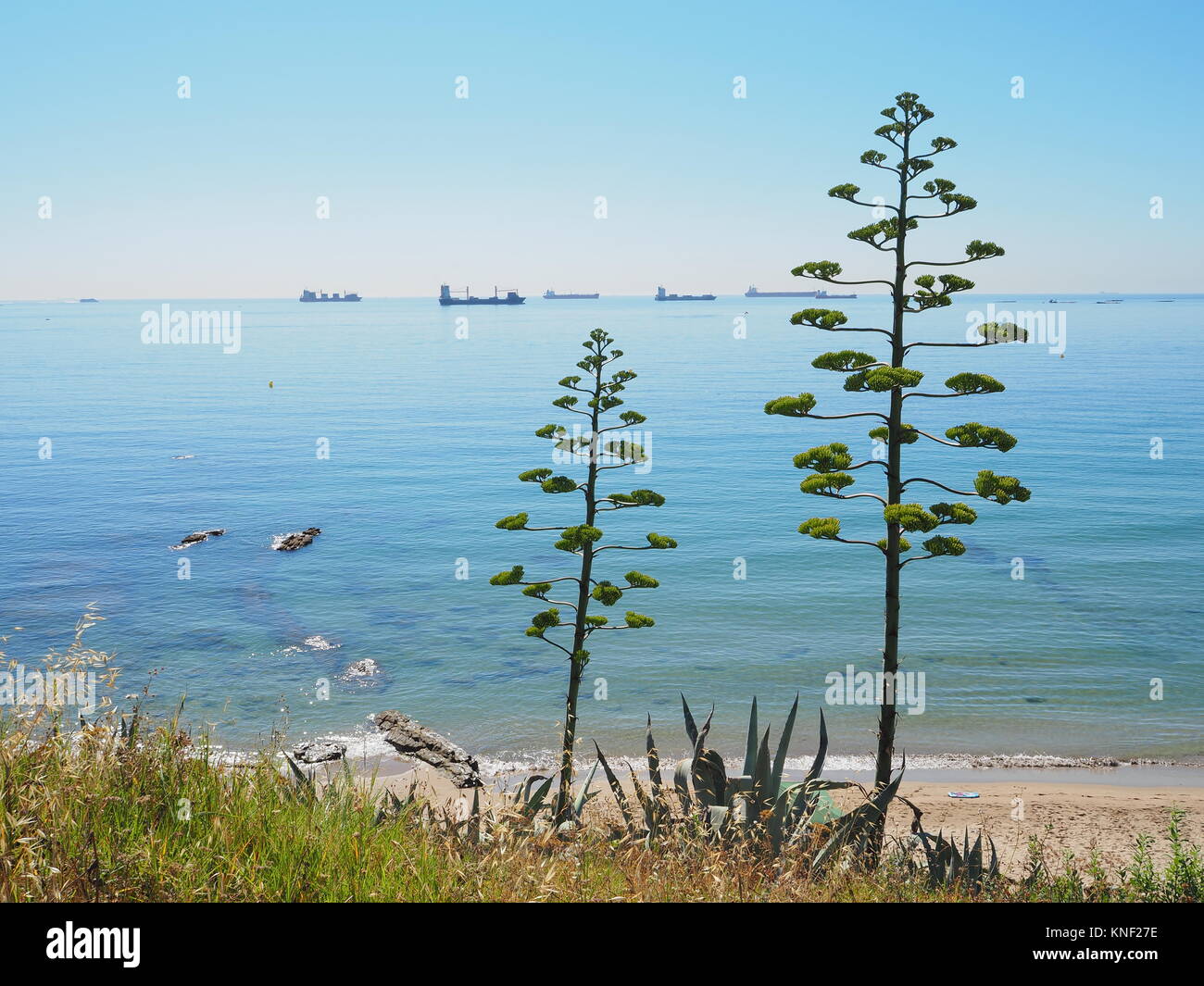 Unusual trees overlooking container and cargo ships Stock Photo - Alamy