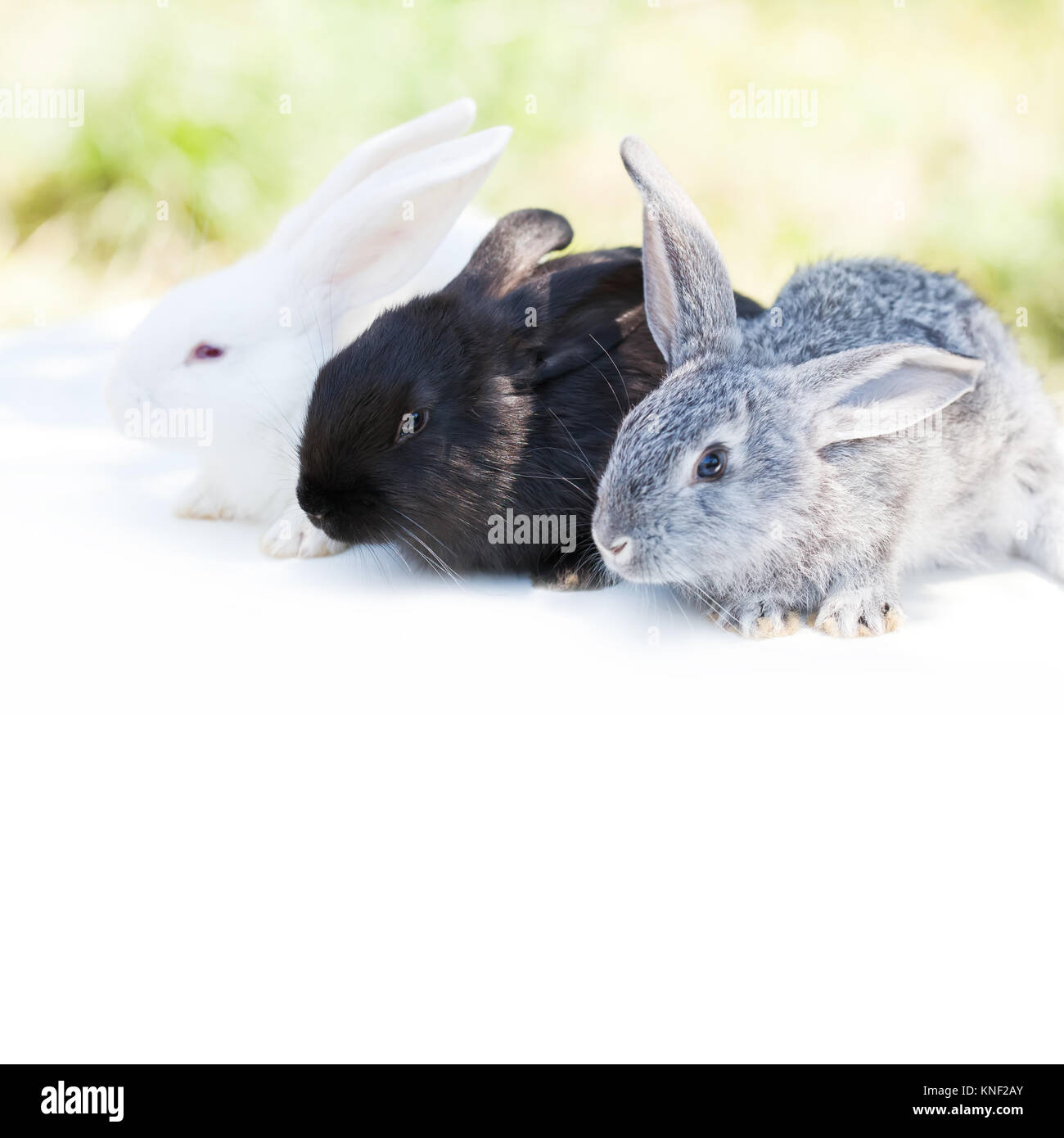 Black Rabbit And White Rabbits High Resolution Stock Photography and ...