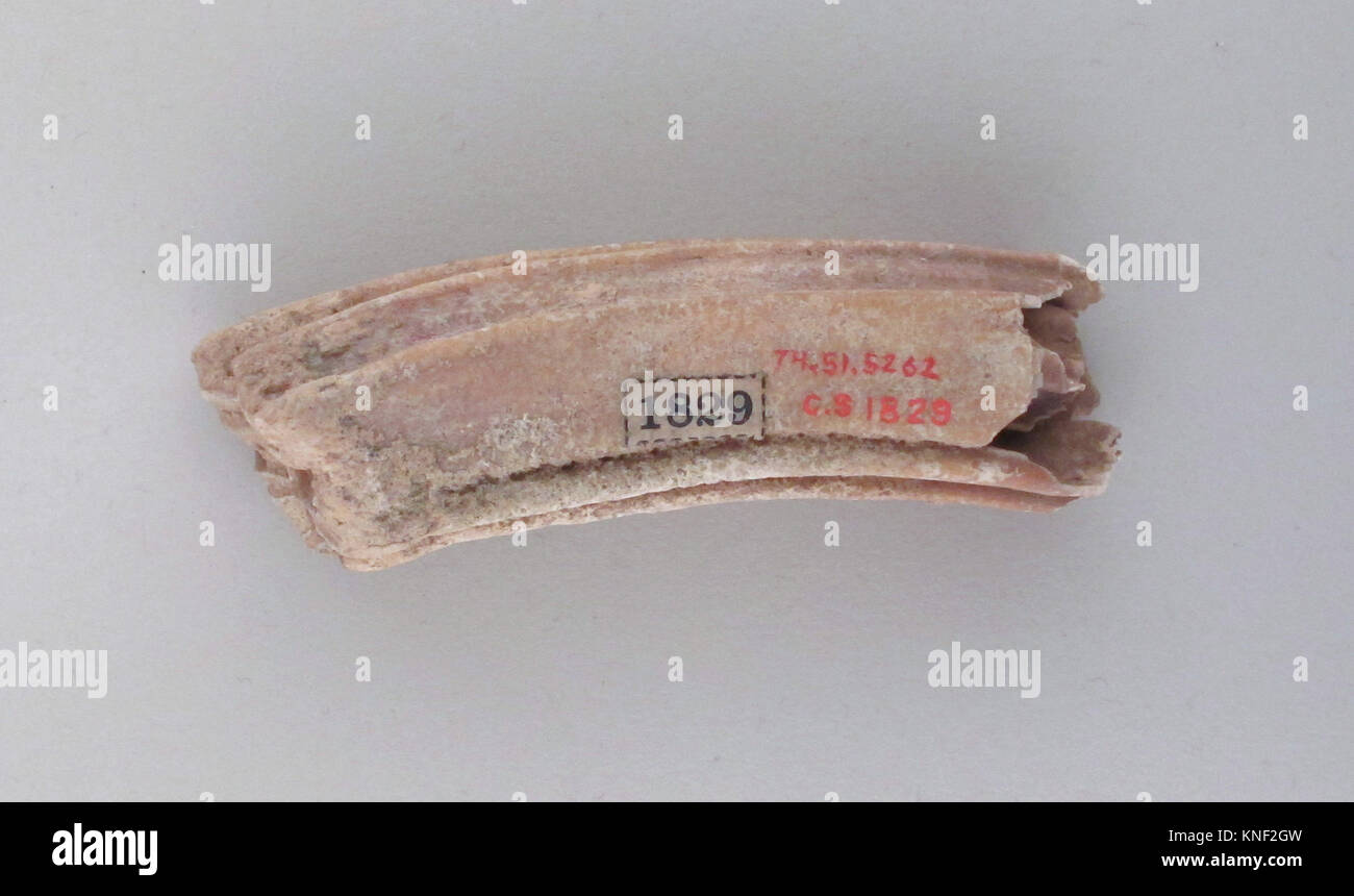 Tooth of an ox. Culture: Cypriot; Medium: Bone; Dimensions: Other: 1 3/ ...